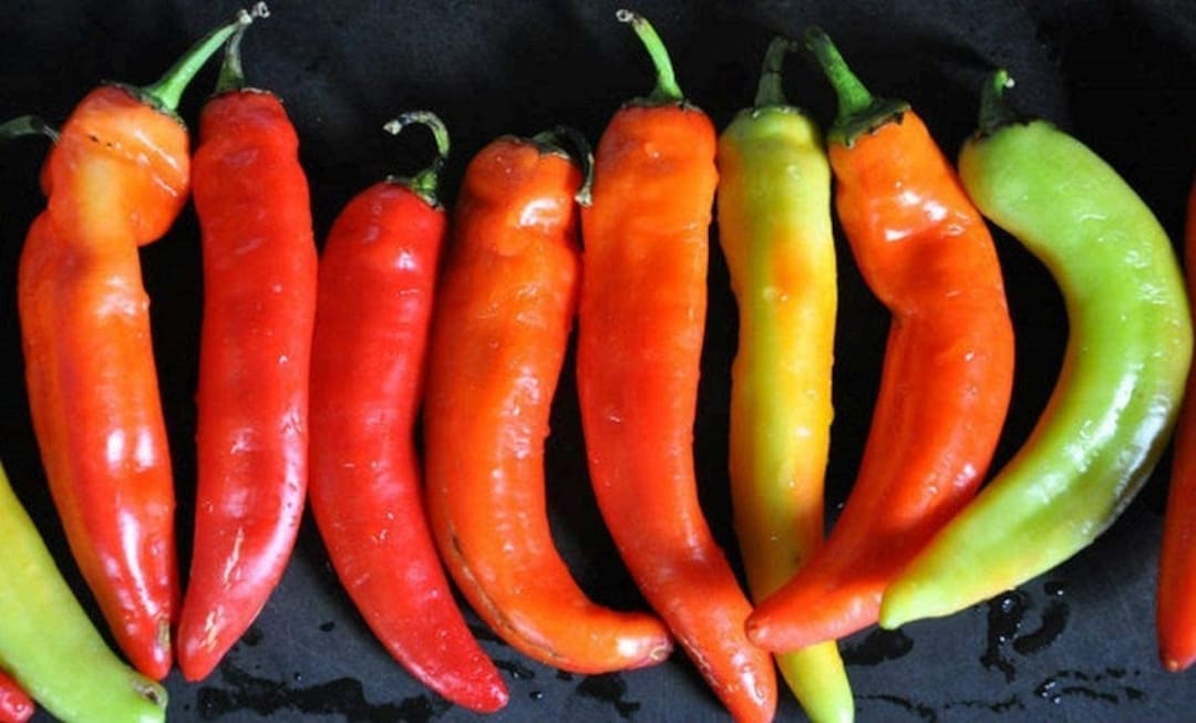 Pepper Seeds 25 Pepper Inferno Seeds F1 Hybrid Chili Pepper - Etsy