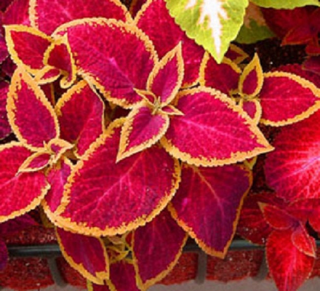 MPB1 Jazz Ruby Coleus Seeds 25 Thru 500 Seeds Annual Seeds | Etsy