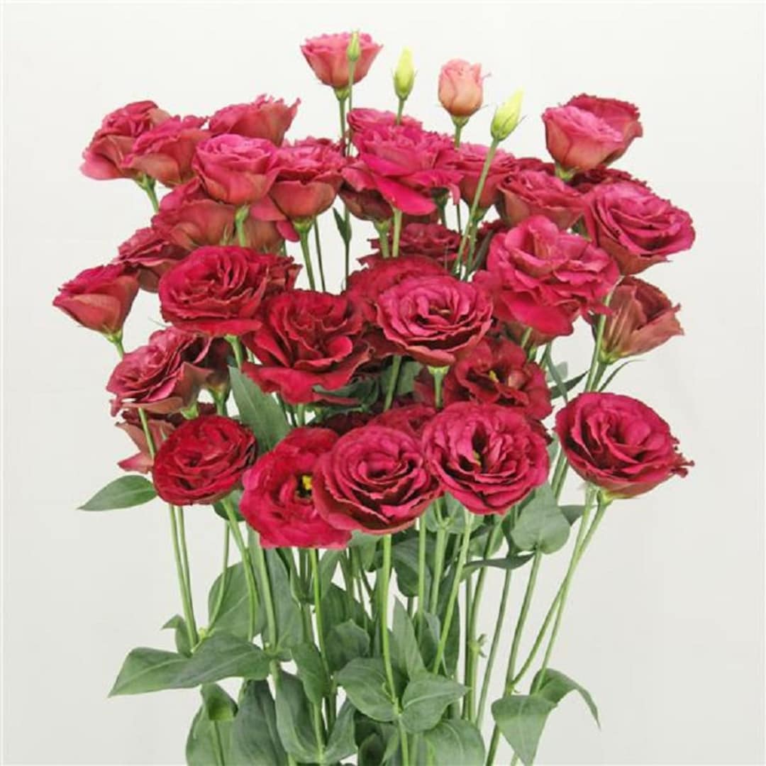 Cut Flower Lisianthus Seeds Arosa 3 Red 25 Pelleted Seeds Garden ...