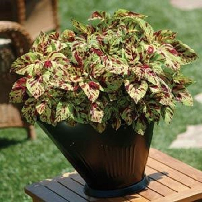 MPB#3 Coleus Seeds Wizard Mosaic 50 Thru 1,000 Seeds - Etsy