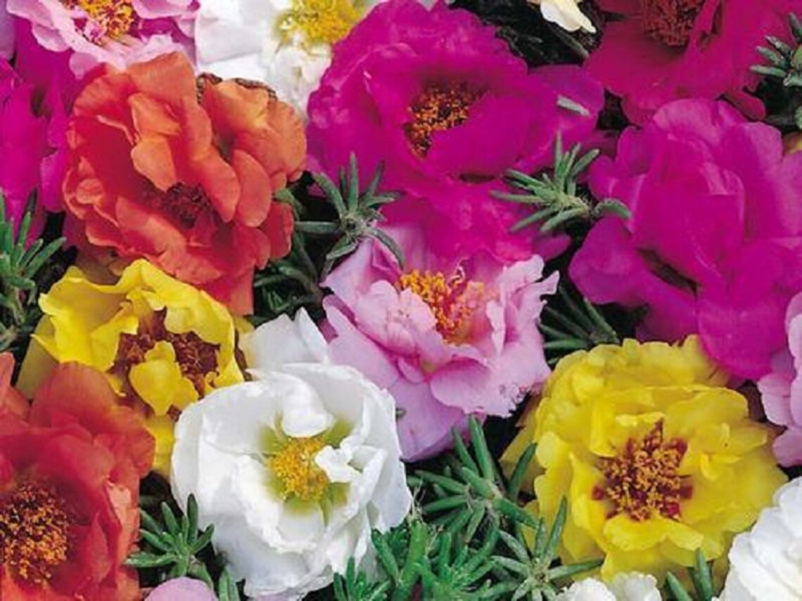 Portulaca Seeds Portulaca Double Mix 500 Thru 2,000 Seeds Perennial - Etsy
