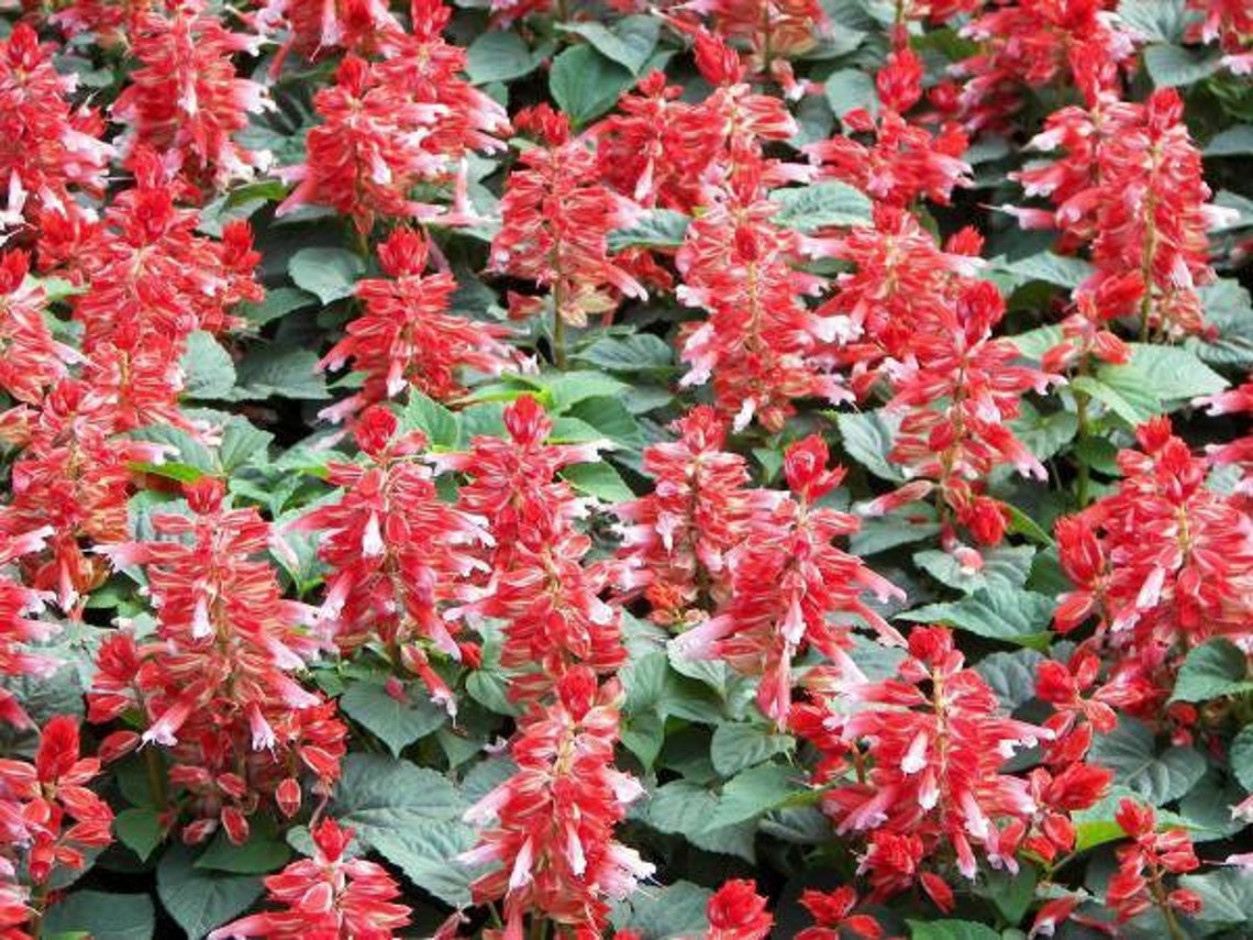 500 Flower Seeds Salvia Vista Red & White Seeds - Etsy
