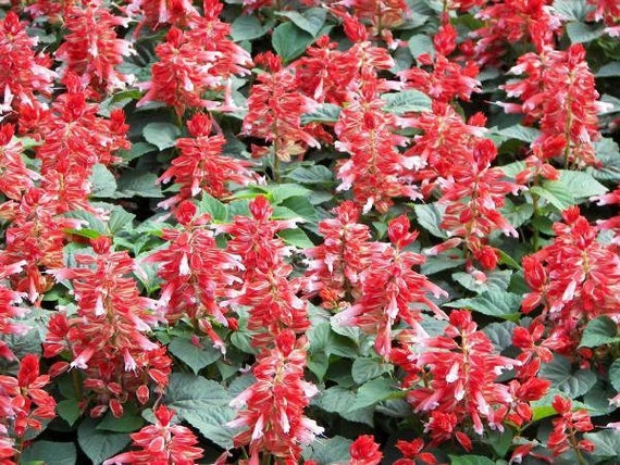 Red And White Salvia
