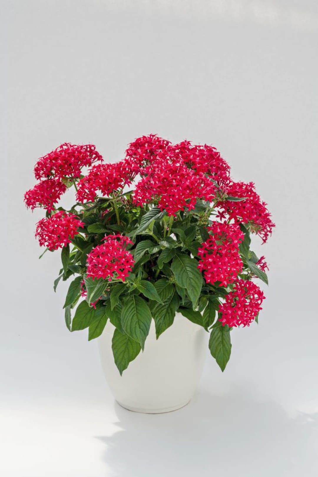 Pentas Seeds Pentas Graffiti 20/20 Ruby 25 Pelleted Seeds - Etsy