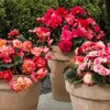 15 Pelleted Begonia Seeds Illumination Lemon Flower Seeds Begonias ...
