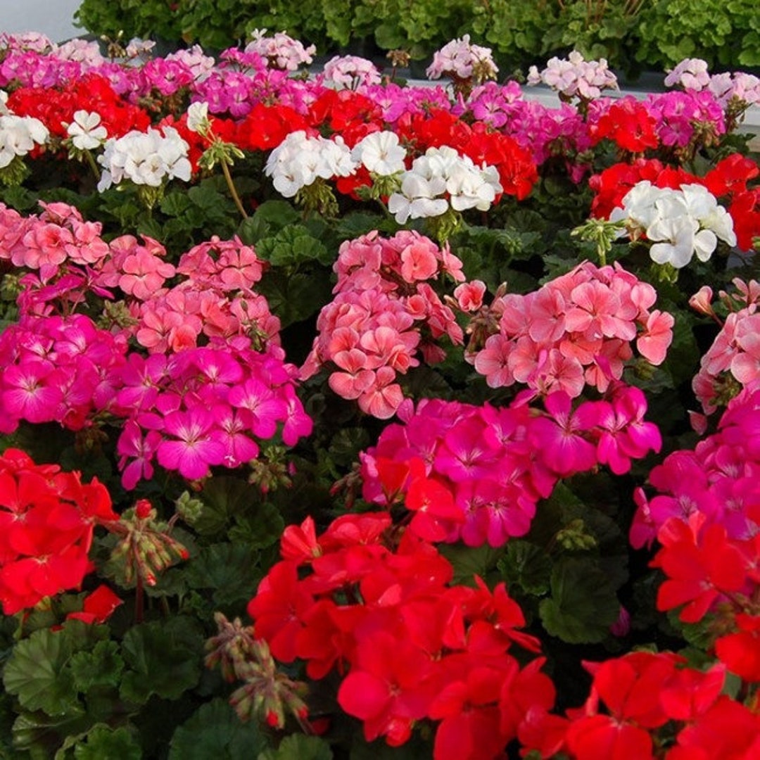 Geranium Logro Mix 15 Seeds Geranium Seeds - Etsy