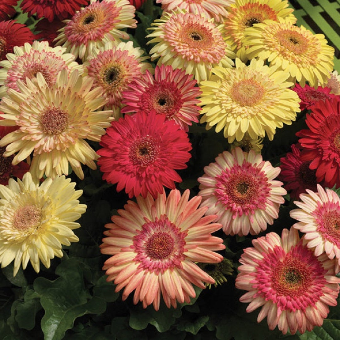 Gerbera Daisy Seeds 15 Seeds Gerbera Cartwheel Strawberry Twist - Etsy