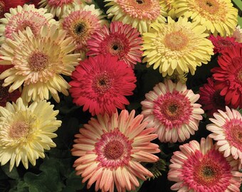 Gerbera Seed White Gerbera Daisy Flower Seeds 20 Seeds - Etsy