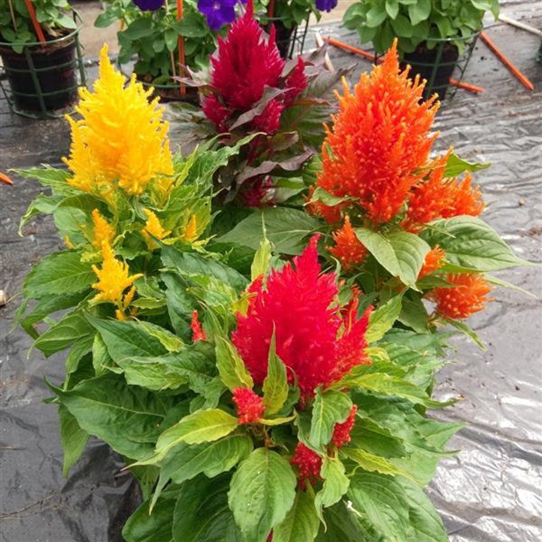 Flower Seeds 50 Celosia Seeds Celosia Arrabona Mix Cockscomb Seeds - Etsy