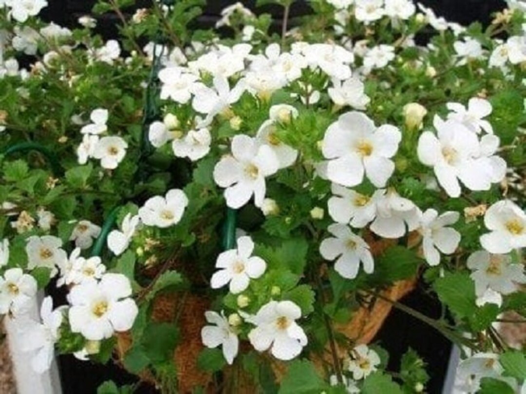 BIN#1R5D1 Bacopa Seeds 25 Thru 100 Multi Pelleted Bacopa Snowtopia ...