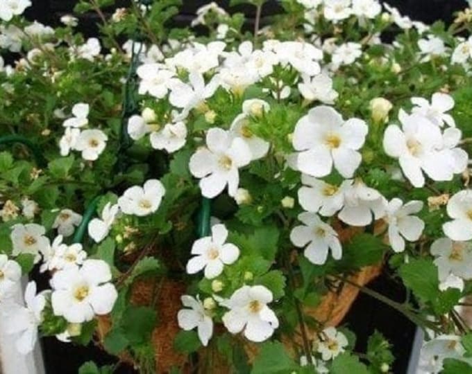 Bacopa Blutopia Seed/white Snowtopia or Pinktopia Hanging Basket ...