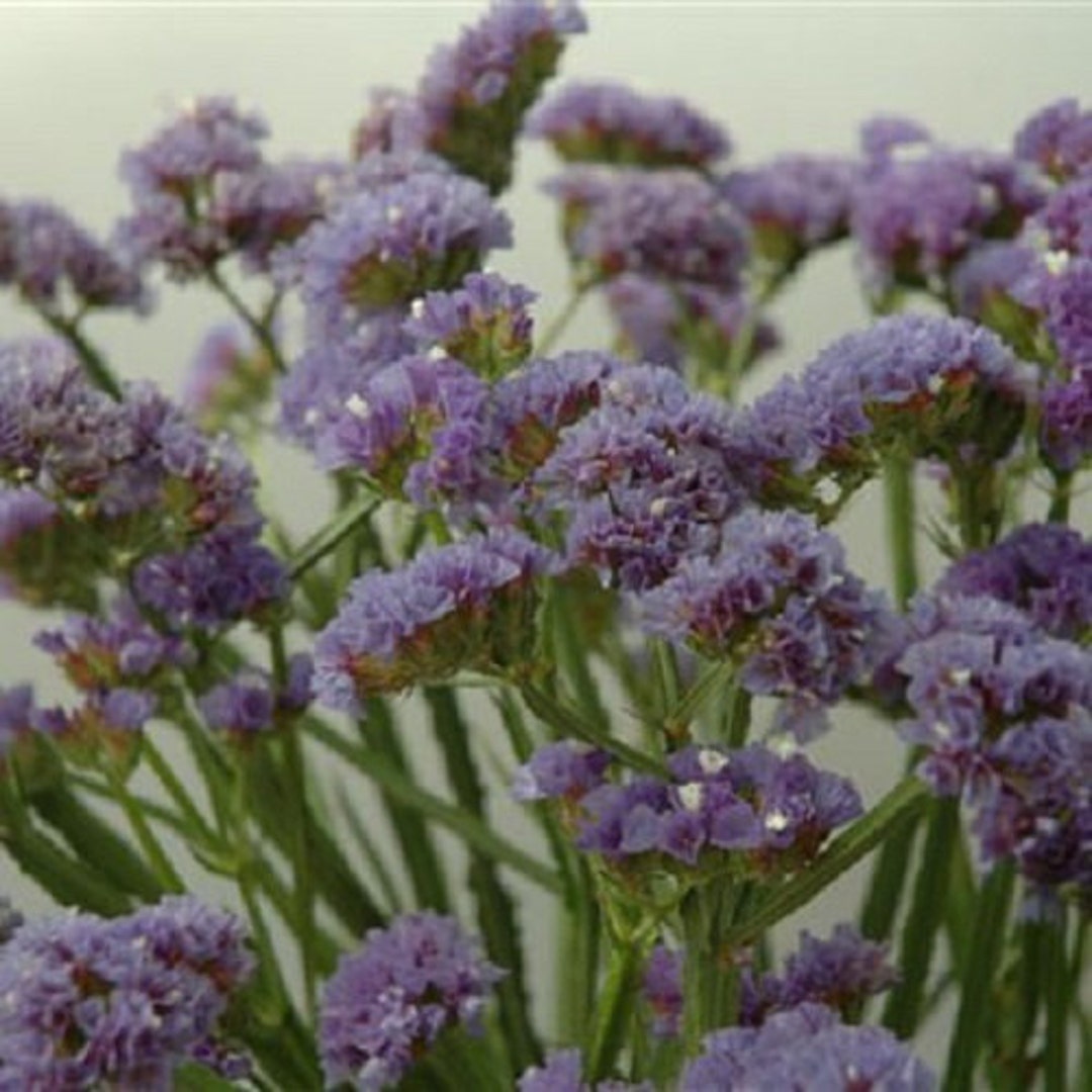 100 Blue Statice Seeds Fortress Heavenly Blue Flower Seeds - Etsy