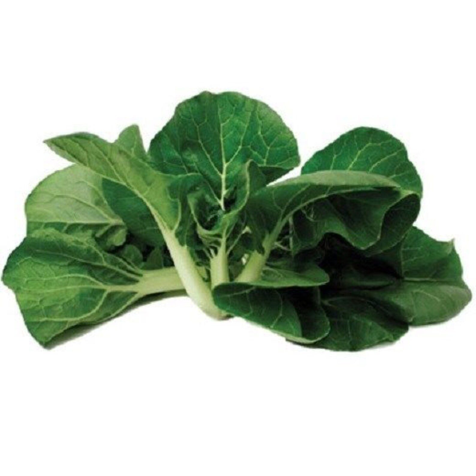 50 Seeds Pak Choi Cabbage Seeds Win Choi Mini Pak Choi SEEDS | Etsy