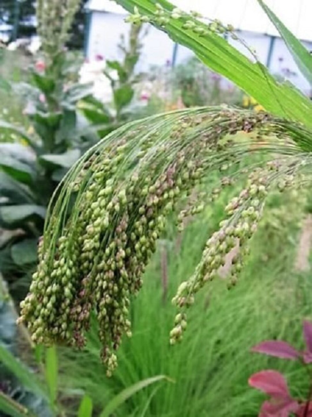 Violet Panic Grass Seeds 100 Ornamental Grass Seeds - Etsy