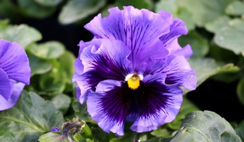 MPB3 Pansy Seeds Frizzle Sizzle Blue 25 Thru 500 Seeds You - Etsy Canada