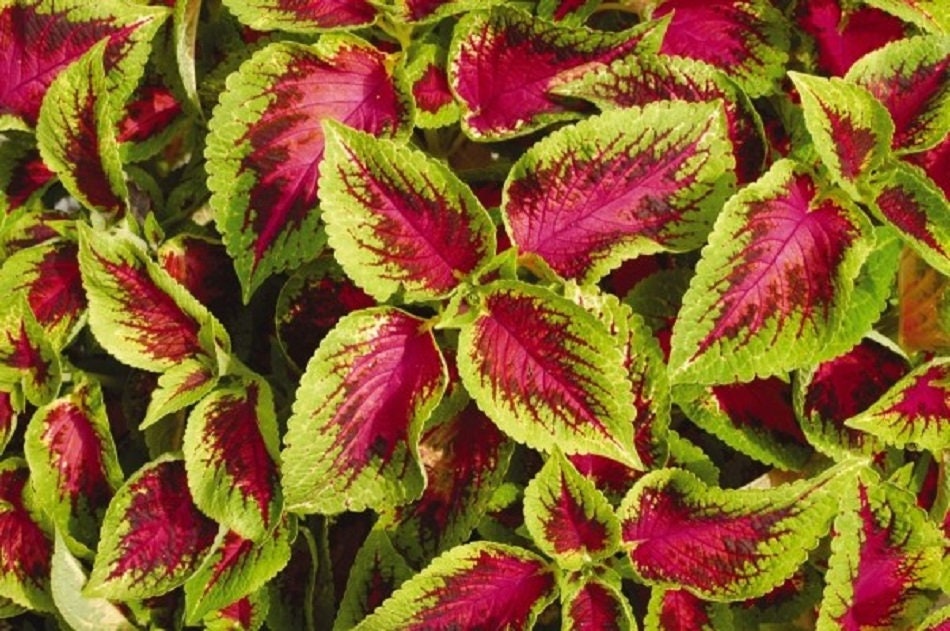 MPB#1 Coleus Seeds Coleus Premium Sun Watermelon 15 Thru 200 Pelleted ...