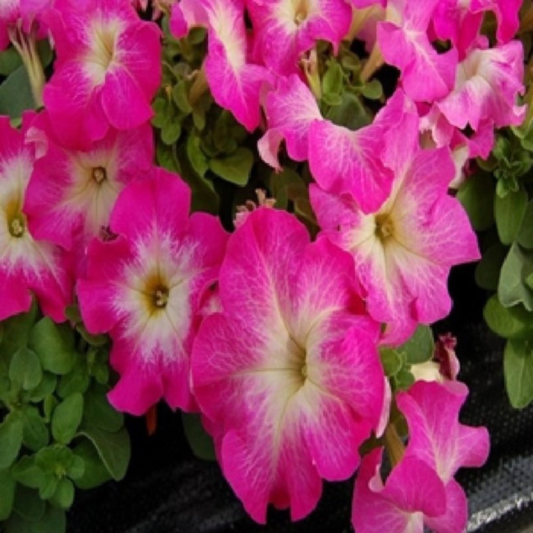 Petunia Seeds Limbo Pink Morn 50 Pelleted Petunia Seeds - Etsy