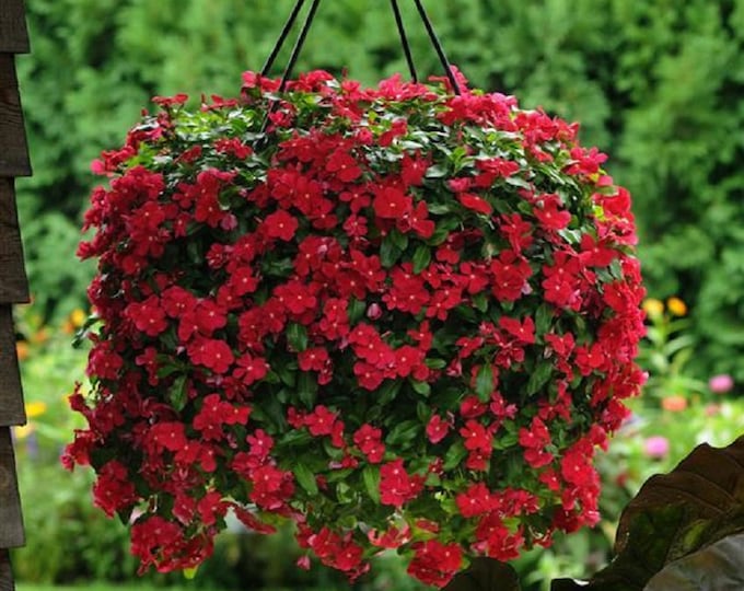 Drought Tolerant Upright Red Vinca Flower Seeds for Containers 50 Seeds ...