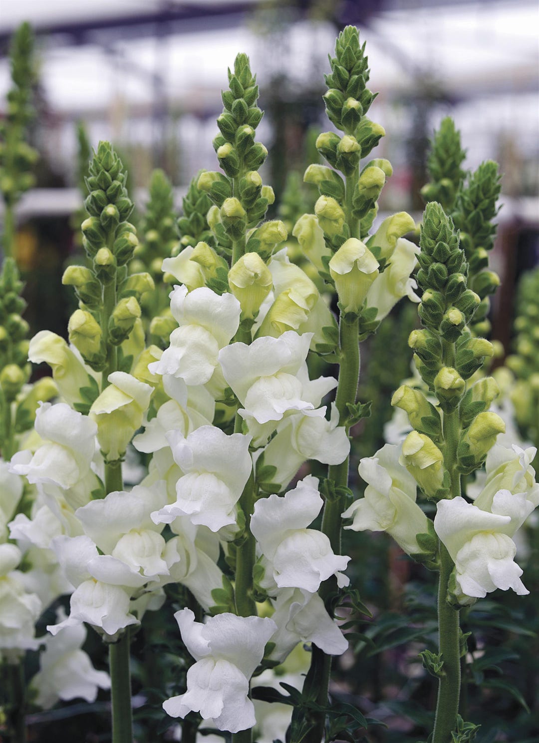 50 Snapdragon Seeds Snapdragon Opus Early White Cut Flower Seeds - Etsy