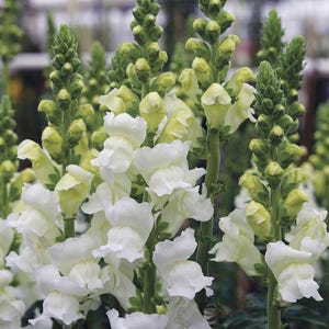 50 Snapdragon Seeds Snapdragon Opus Early White Cut Flower Seeds - Etsy