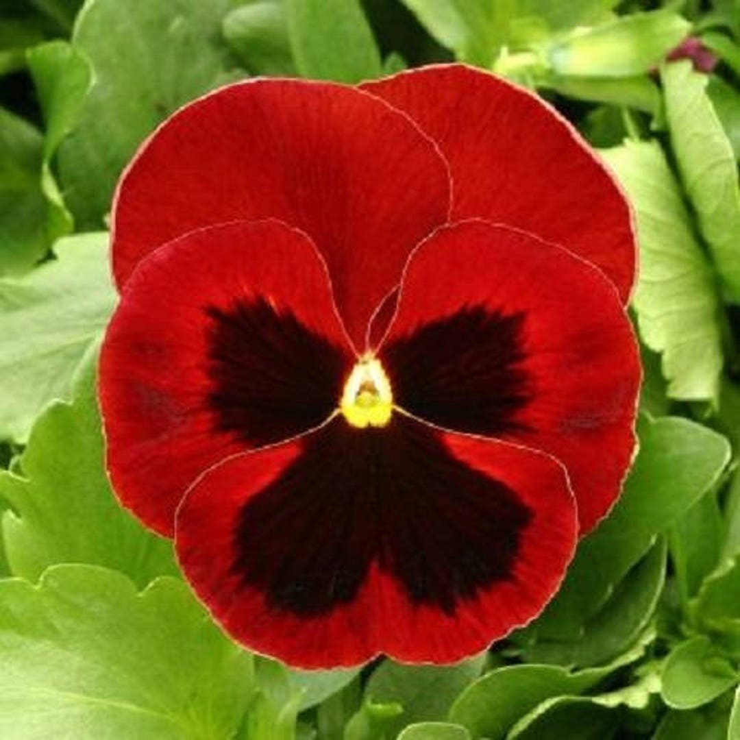 Bulk Pansy Seeds 500 Pansy Delta Red With Blotch - Etsy