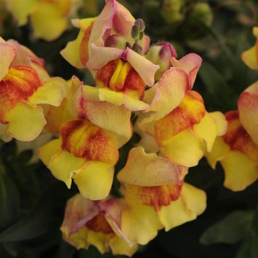 Snapdragon Seeds 50 Pelleted Seeds Snapdragon Snapshot Sunset | Etsy