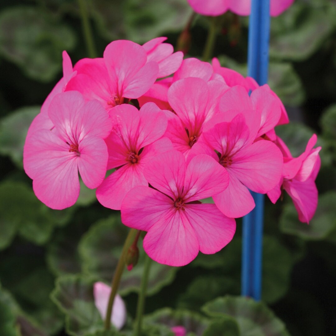 BIN1D2 Geranium Seeds Geranium Horizon Neon Rose 100 Bulk - Etsy