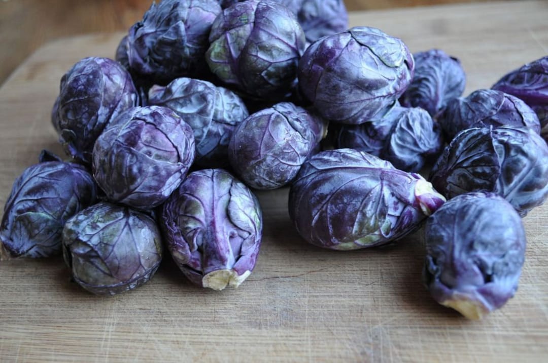 Purple Brussel Sprout Seeds F1 Hybrid Seeds 50 Thru 500 Seeds - Etsy