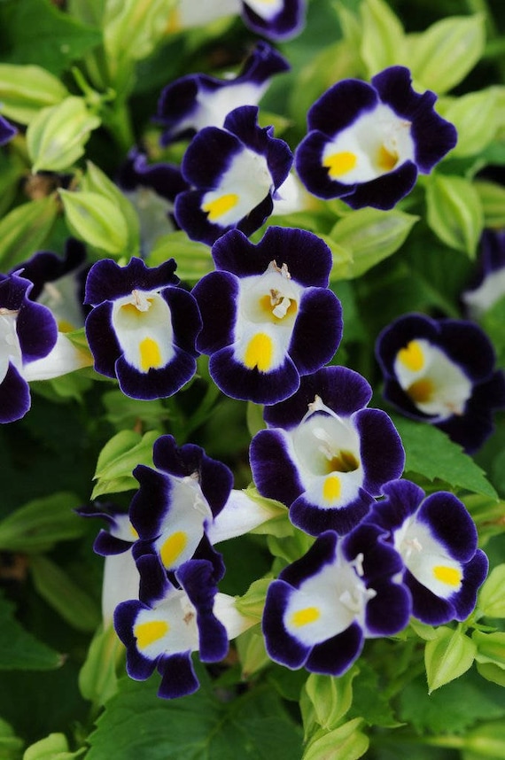 BIN1R7D5 Bulk Torenia Seeds 500 Pelleted Seeds Blue & White | Etsy