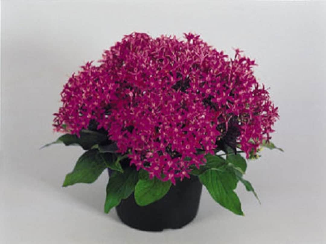 25 Pentas Seeds New Look Violet Pelleted Seeds Star Flowers - Etsy
