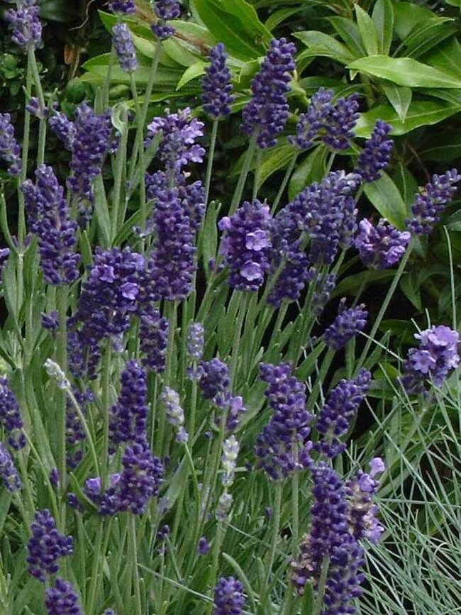 MPB10 Lavender Seeds Ellagance Purple Lavandula Seeds 50 Thru - Etsy