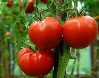 Heatmaster Tomato Seeds - Etsy