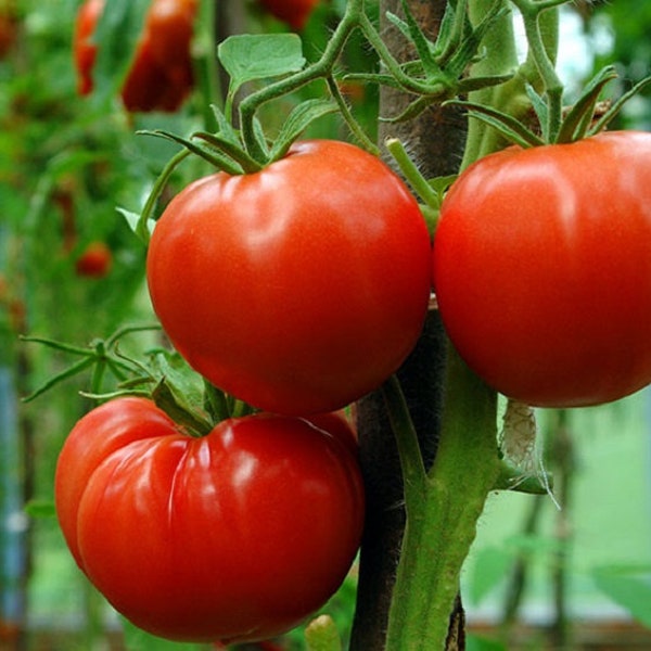 Pozzano Tomato - Etsy