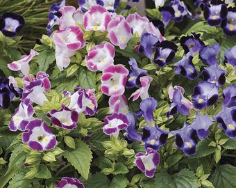 Torenia Fournieri Seeds Wishbone Flower Seed 100 Seeds - Etsy