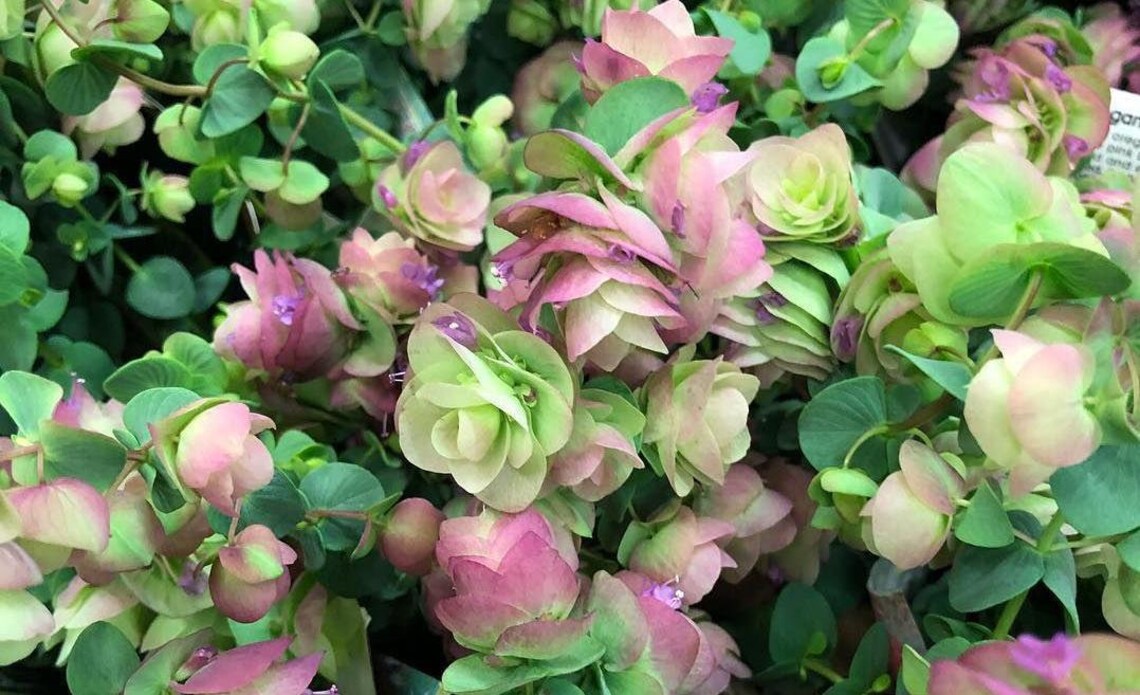 Kirigami Oregano 50 Seeds Ornamental Oregano Trailing Oregano Seeds - Etsy