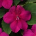 50 Impatiens Seeds Beacon Violet Shades Walleriana Flower Seeds - Etsy