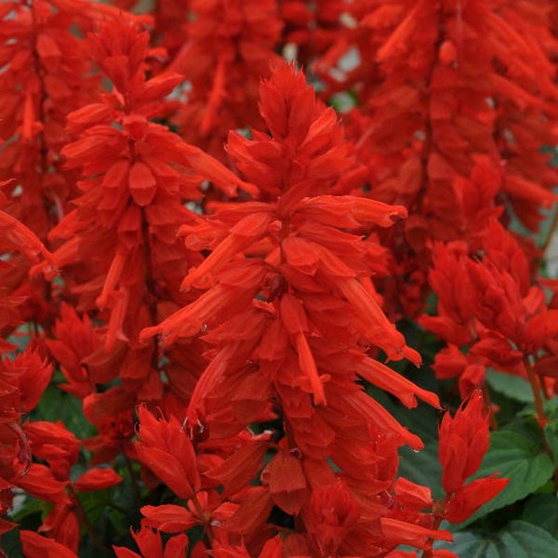 Red Salvia Plant - Etsy