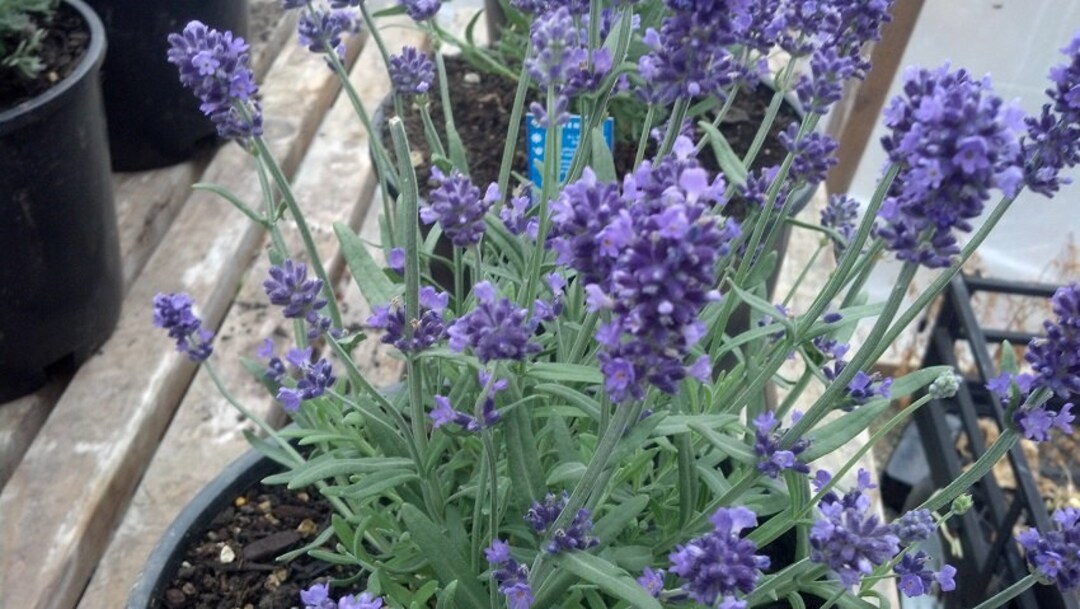 50 Lavandula Seeds Ellagance Purple ( Perennial ) Purple Lavender Seeds ...