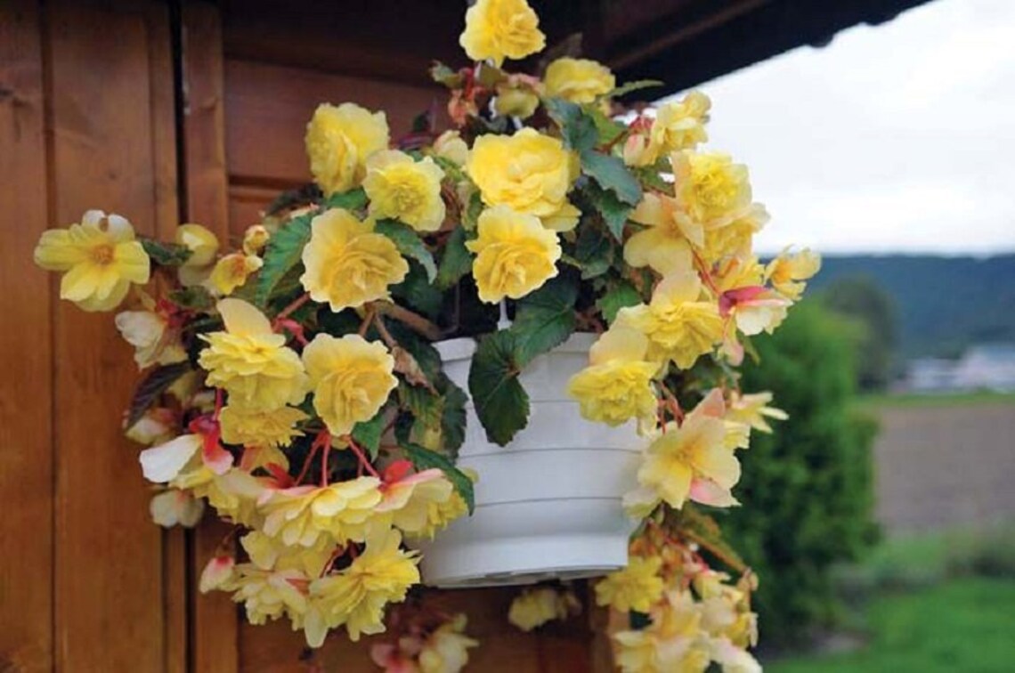 15 Pelleted Begonia Seeds Illumination Lemon Flower Seeds Begonias ...