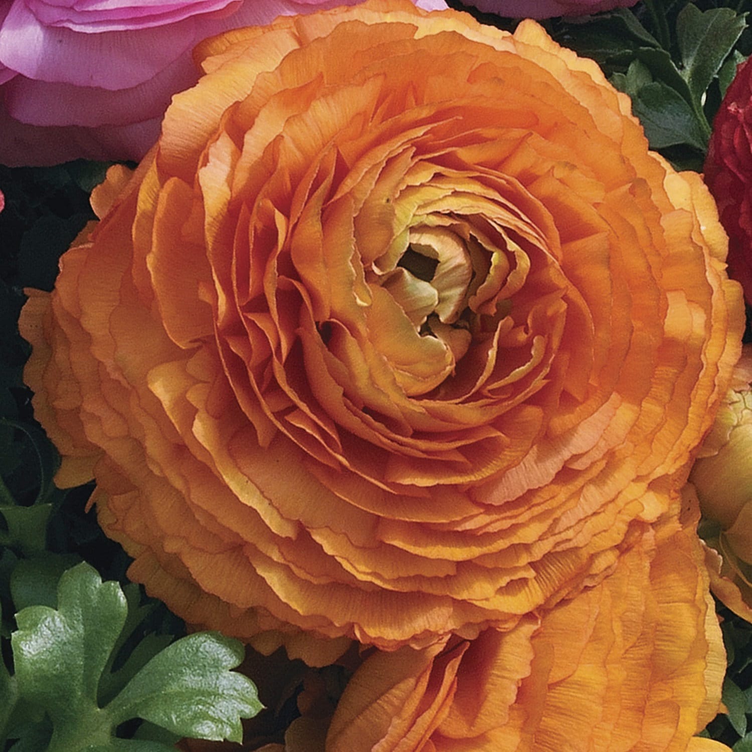 Ranunculus Seeds Magic Orange 25 Seeds Pelleted Seeds - Etsy