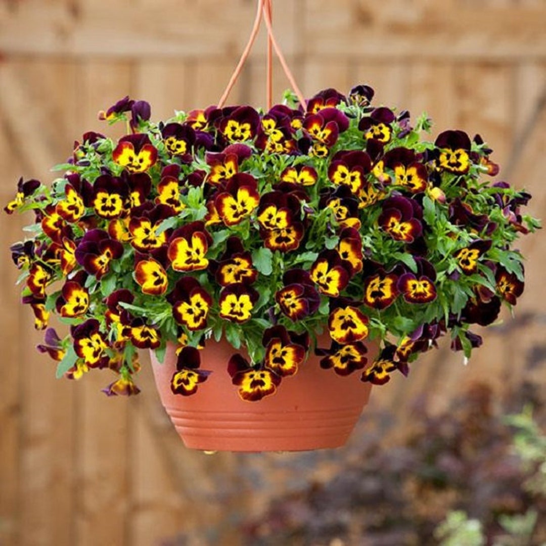 15 Pansy Seeds Cool Wave Fire Trailing Pansy Flowers, Flower Seeds ...