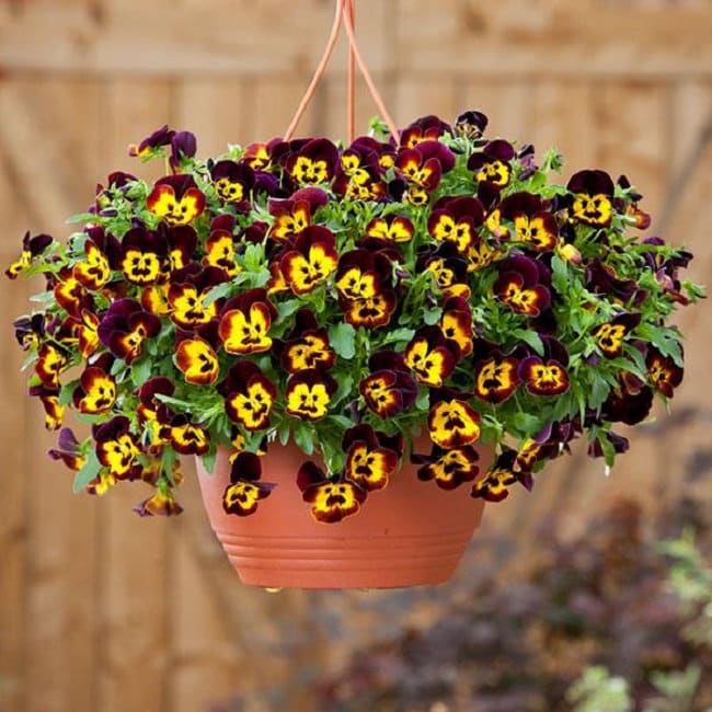 15 Pansy Seeds Cool Wave Fire Trailing Pansy HANGING PANSY - Etsy