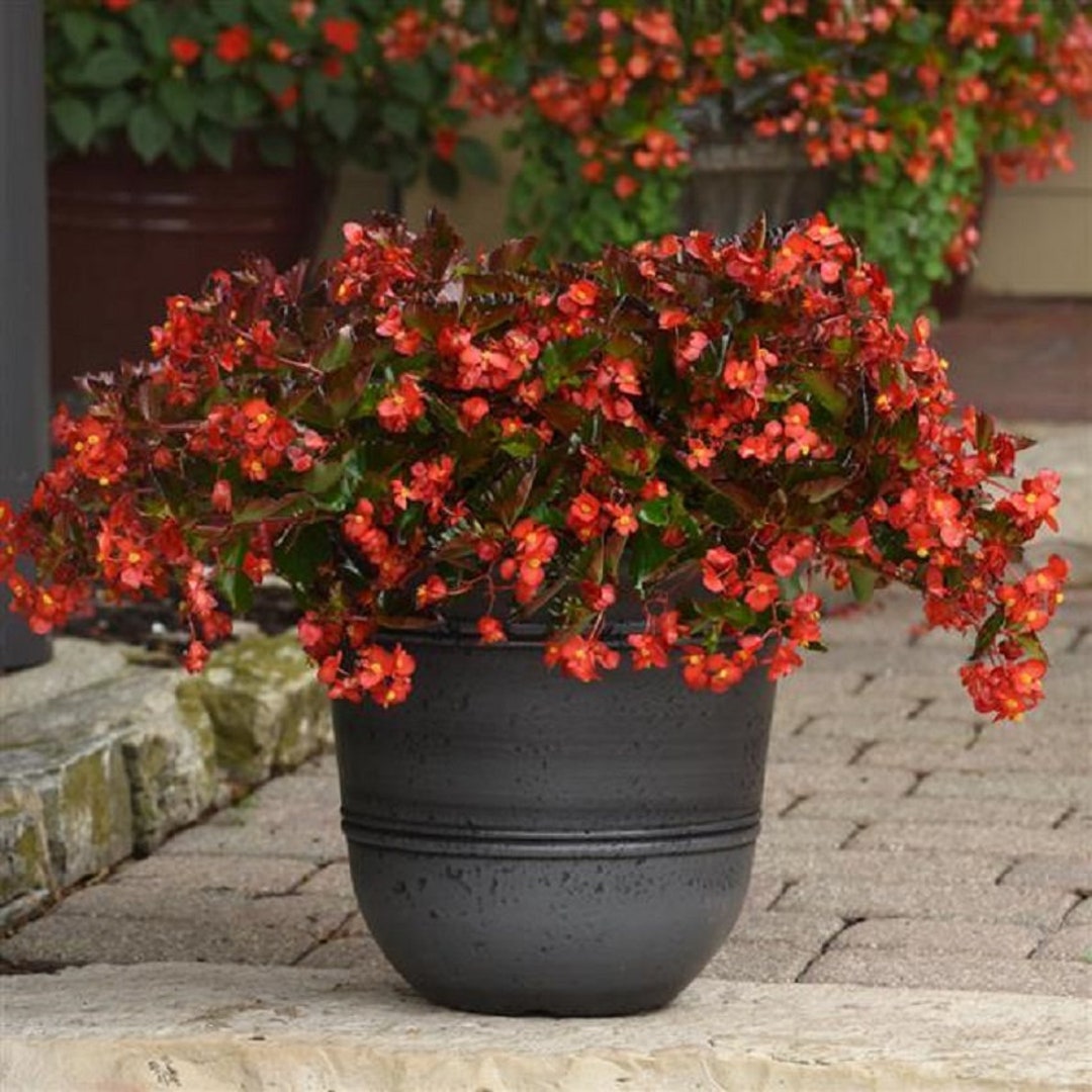 Begonia Seeds Hula Red 15 Pelleted Seeds Flower Seeds - Etsy
