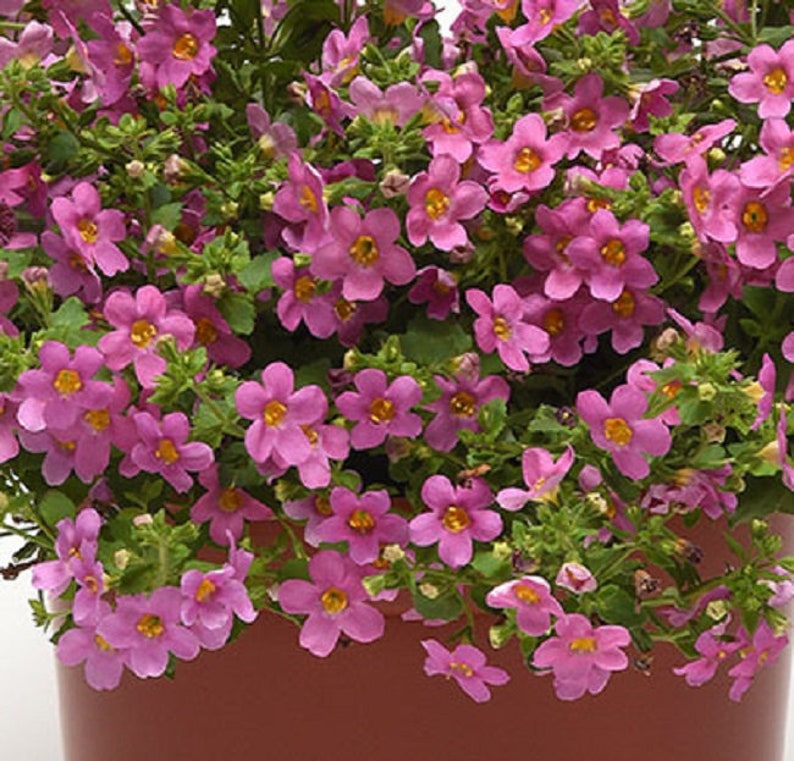BIN#1R5D1 Bacopa Seeds 25 Thru 100 Multi Pelleted Bacopa Pinktopia ...
