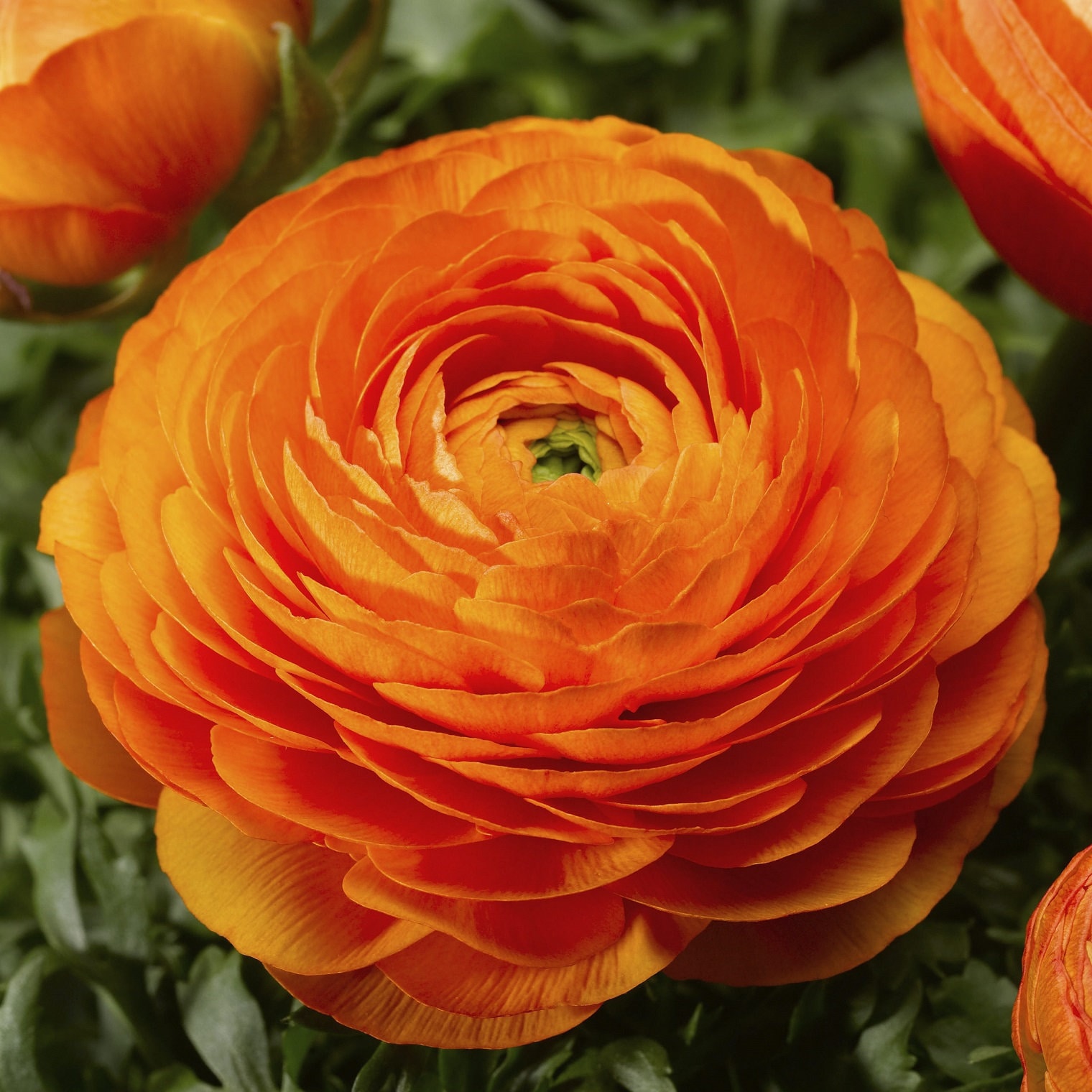 Ranunculus Seeds Mache Orange 25 Seeds Pelleted Seeds - Etsy