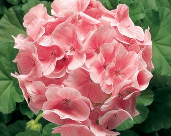 MPB3 Geranium Zonal Ringo 2000 Salmon 15 Geranium Seeds | Etsy