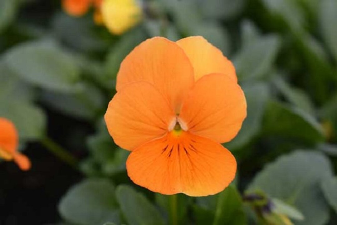 Viola Seeds 25 Penny Orange Viola Cornuta Seeds - Etsy