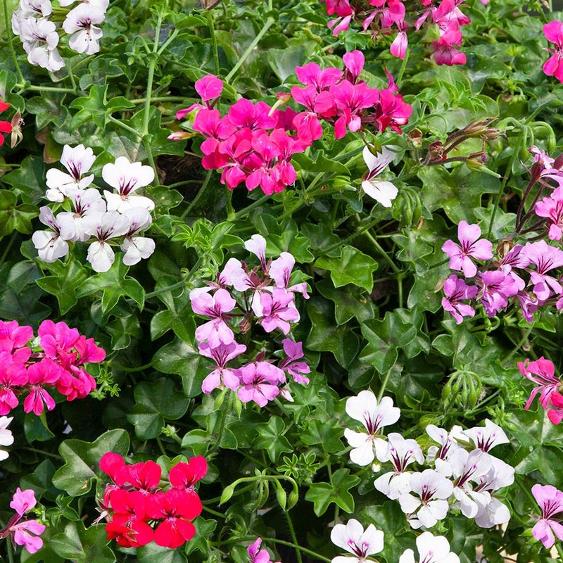 Geraniums - Etsy