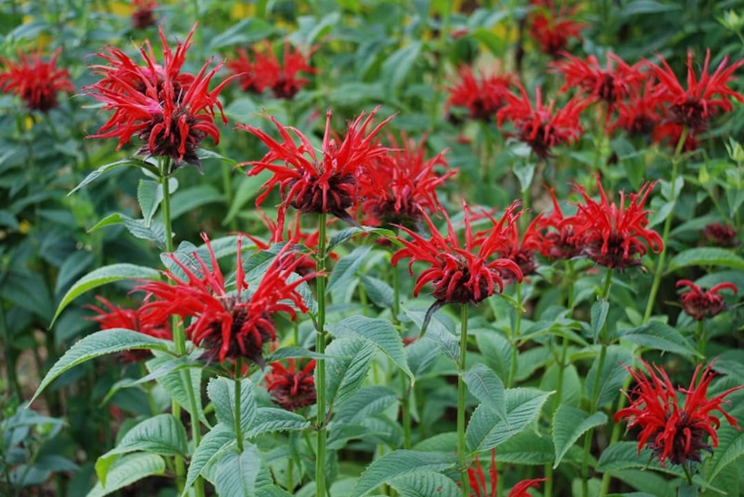 Monarda Seeds Monarda Panorama Red Shades 50 Thru 500 Seeds Scarlet Bee ...