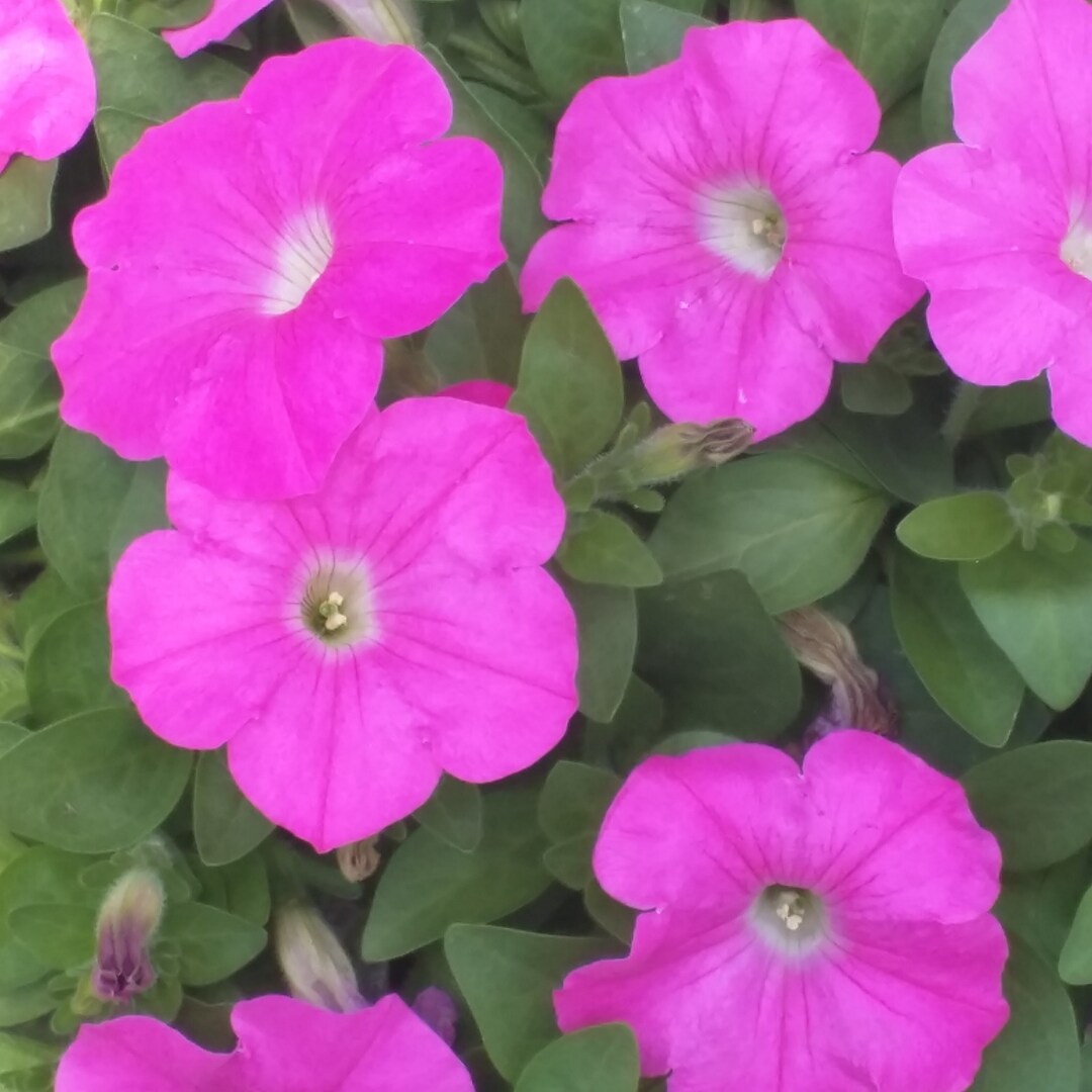 BIN1R8D4 Petunia Seeds Easy Wave Pink 15 thru 200 Pelleted Seeds Wave ...